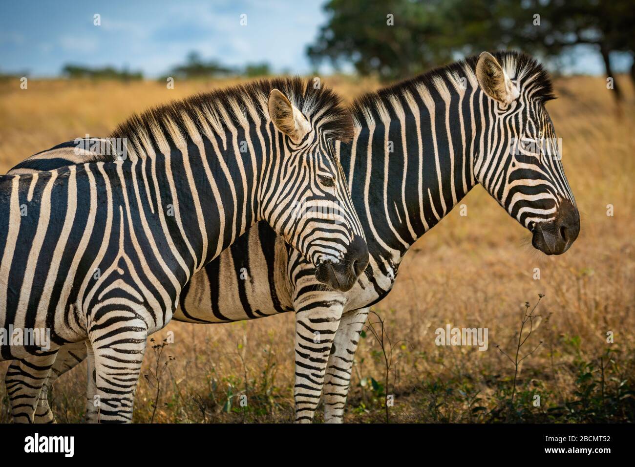 Wild Plains Zebras in South Africa Stock Photo - Alamy