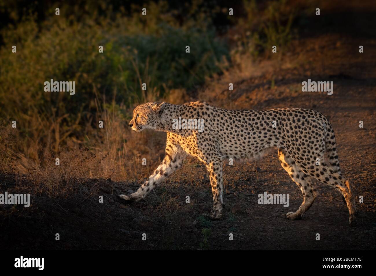Wild Cheetah in South Africa Stock Photo - Alamy