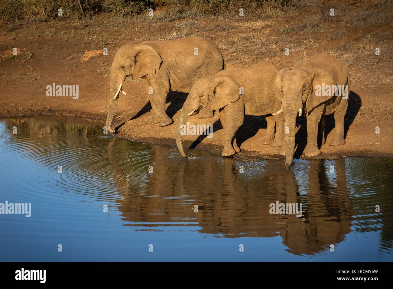 Wild African Elephants Stock Photo - Alamy