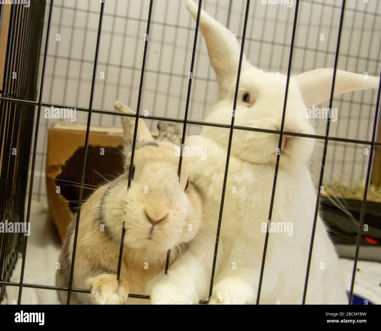 In the white rabbits house hi-res stock photography and images - Alamy