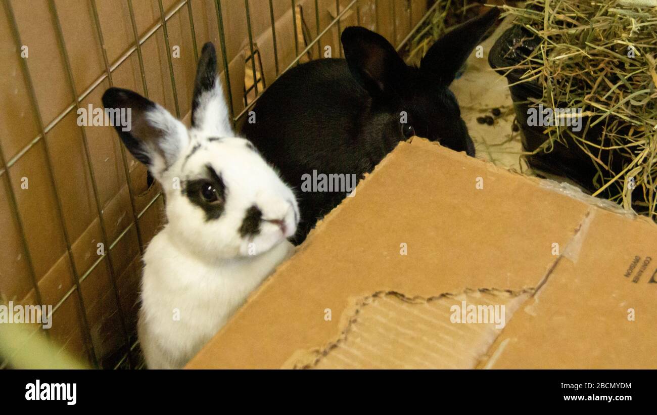 Baby bunnies hi-res stock photography and images - Alamy