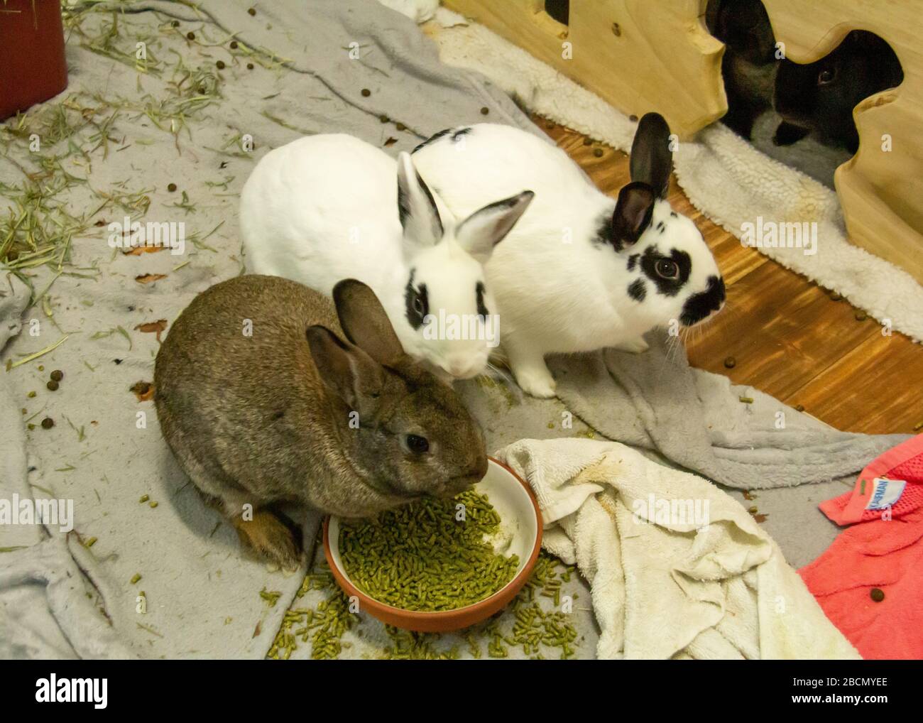 Baby Rabbits Eating Food Stock Photo - Alamy