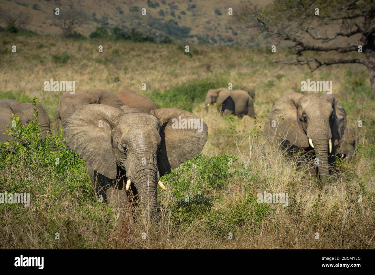 Wild African Elephants Stock Photo - Alamy