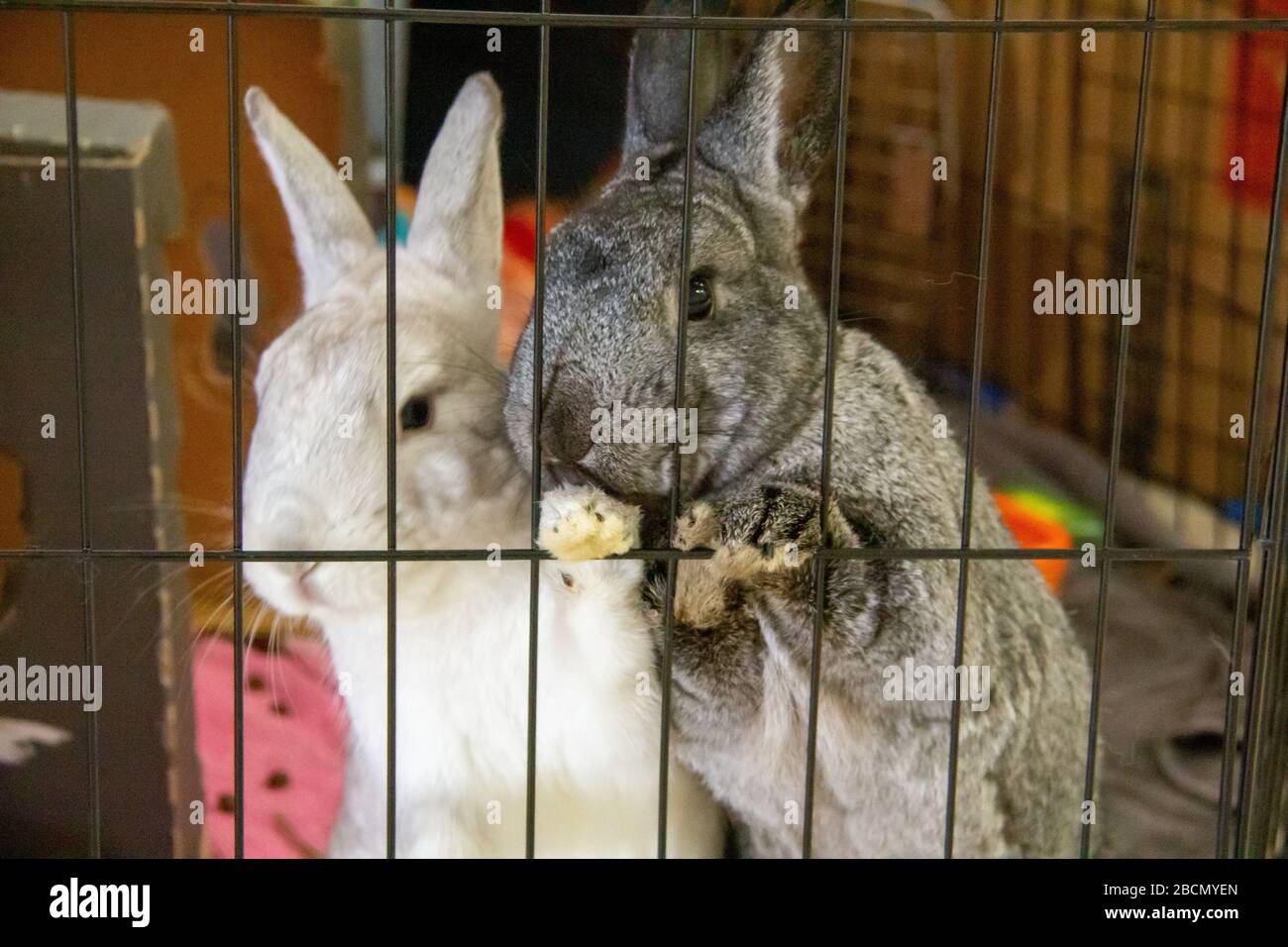 Grey rabbits hi-res stock photography and images - Alamy