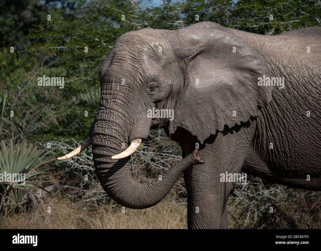 South african breakfast hi-res stock photography and images - Alamy