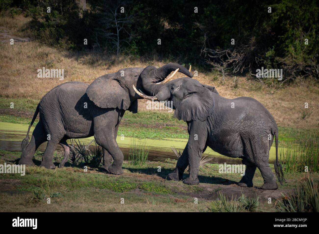 Wild African Elephants Stock Photo - Alamy