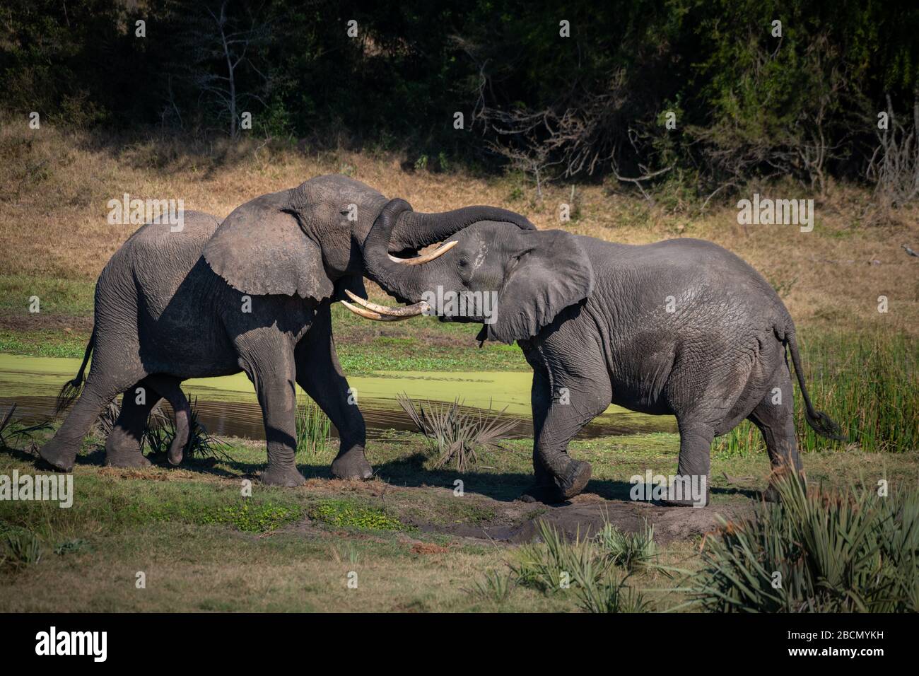 Wild African Elephants Stock Photo - Alamy