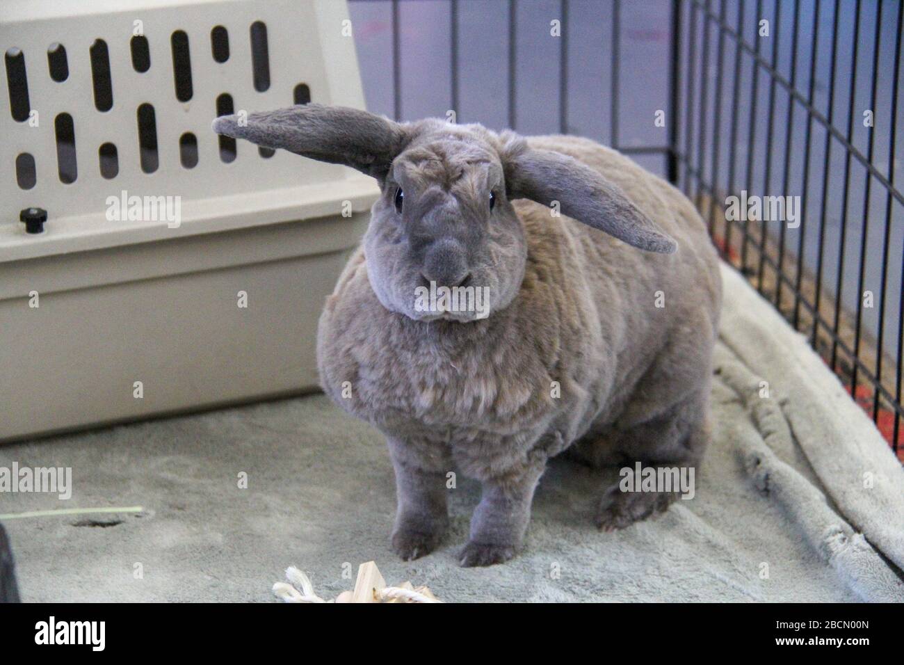 Rabbit carrier hi-res stock photography and images - Alamy