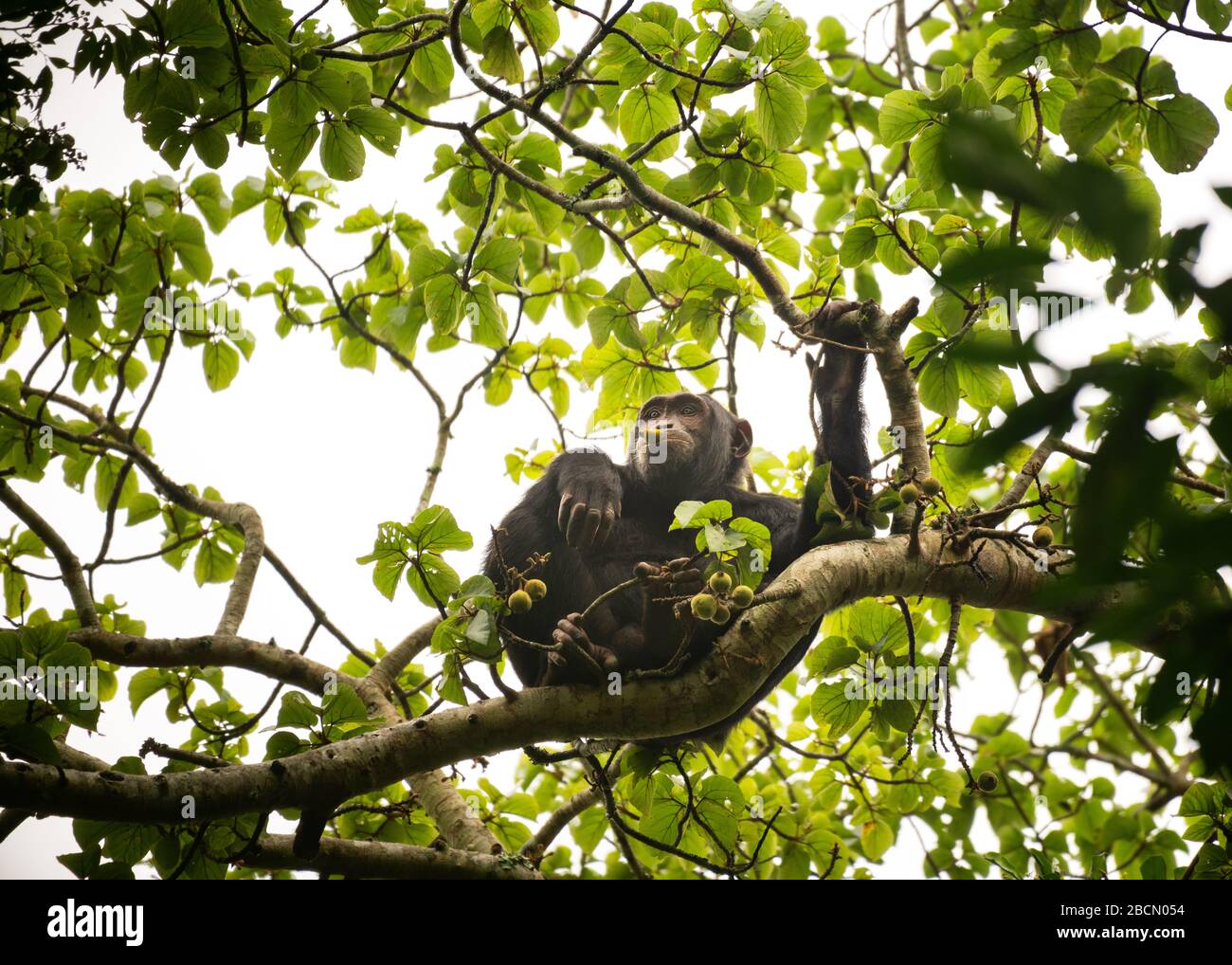 Wild chimpanzee in Kibale forest in Uganda Stock Photo - Alamy
