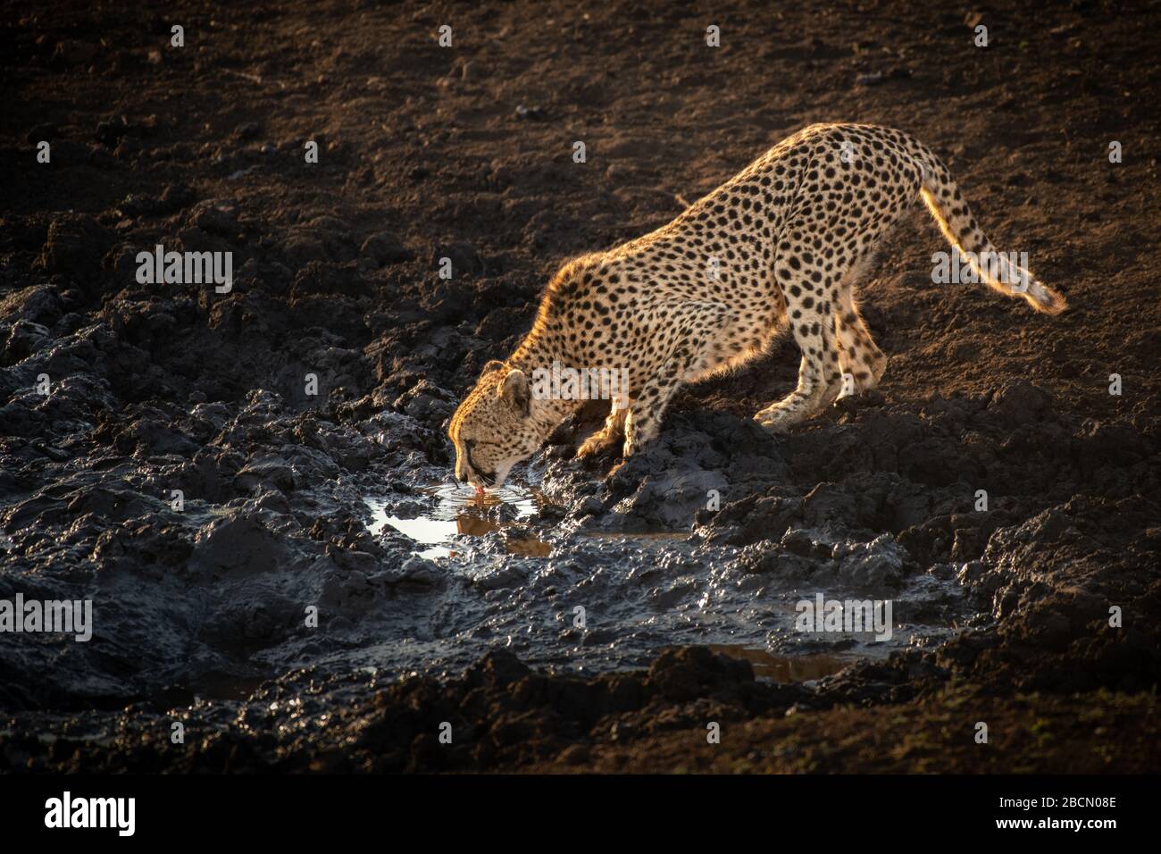 Wild Cheetah in South Africa Stock Photo - Alamy