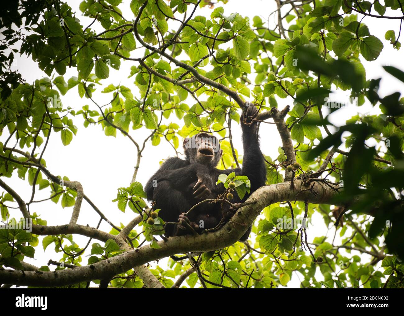 Wild chimpanzee in Kibale forest in Uganda Stock Photo - Alamy