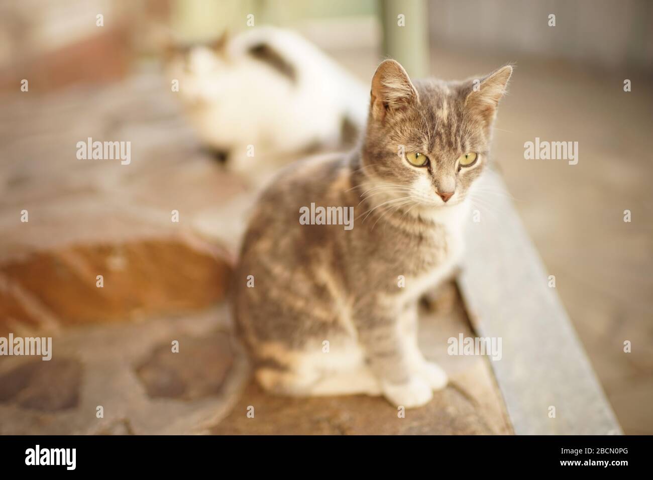 Cute young ash cat portrait on the stone steps outdoors Stock Photo - Alamy