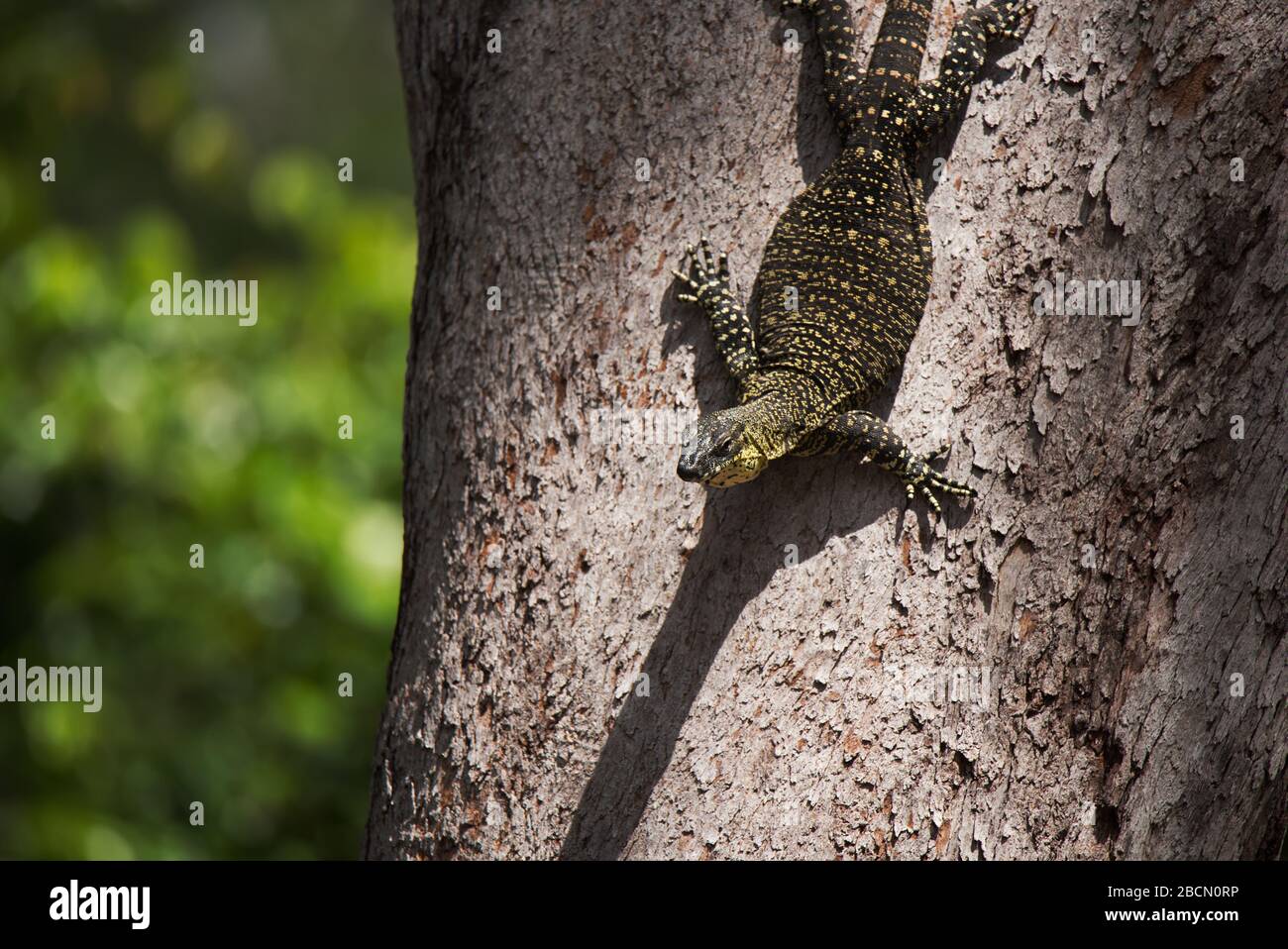 Australia goanna lizard reptile lace monitor lizard queensland hi-res ...