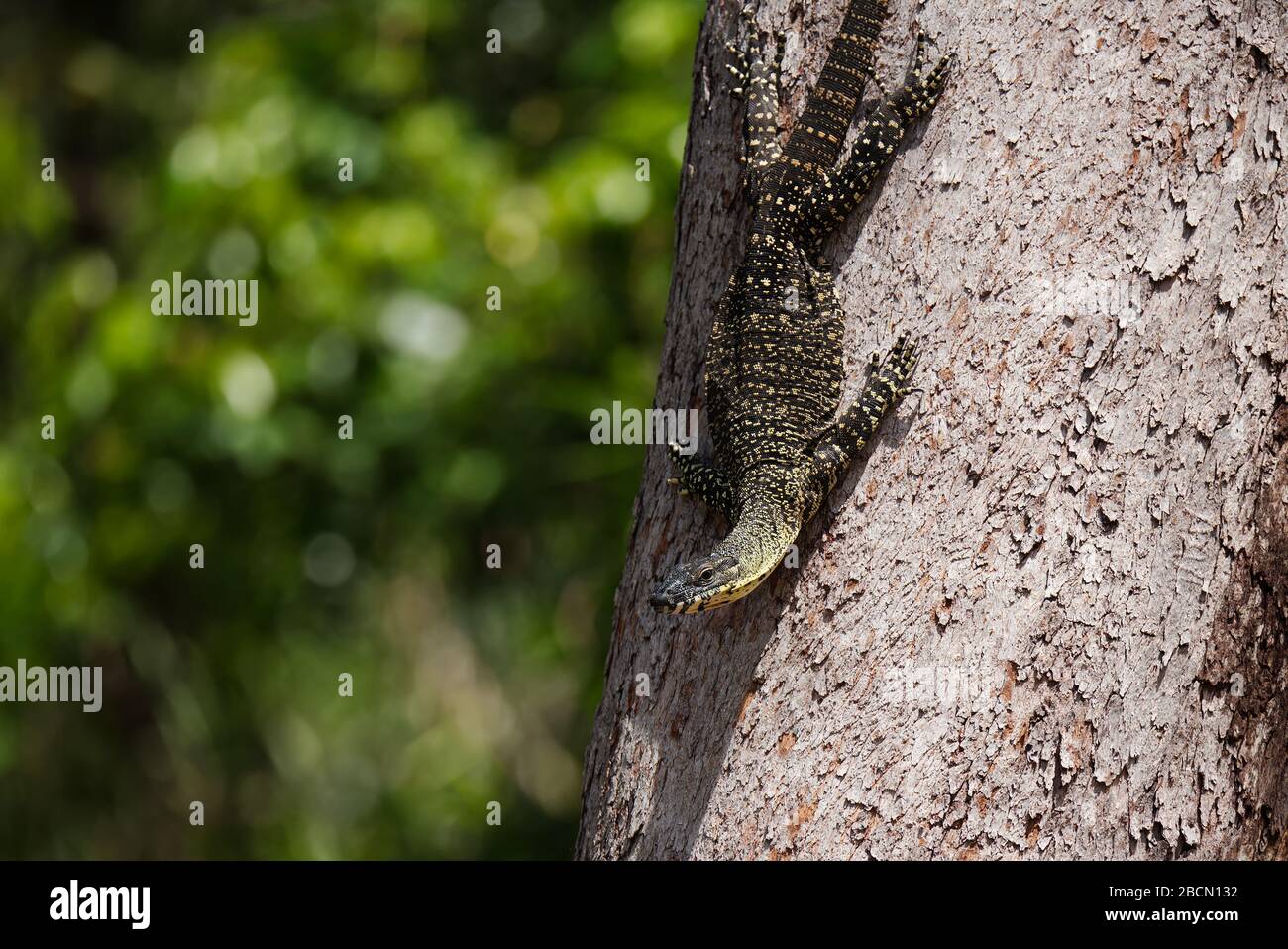 Goanna australia hi-res stock photography and images - Alamy