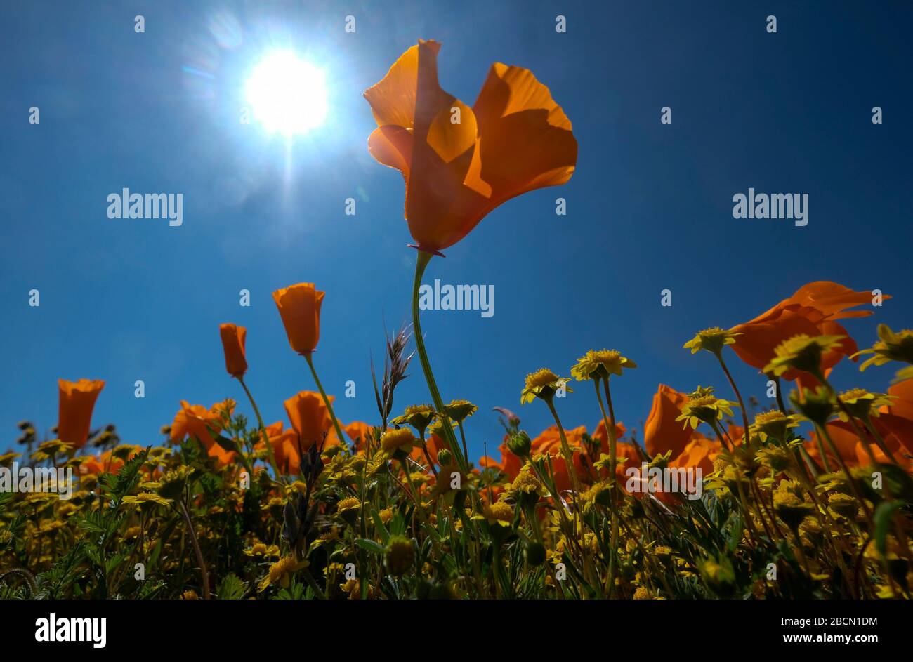 20200404rc covid19poppy031 jpg hi-res stock photography and images - Alamy