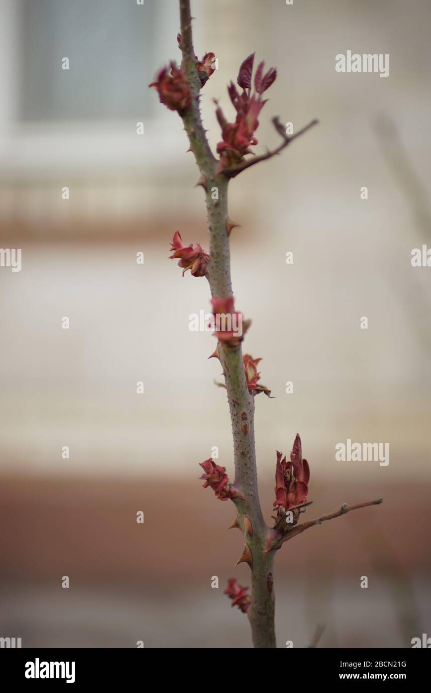 Branch of a rose flower with small red shoots of buds Stock Photo - Alamy