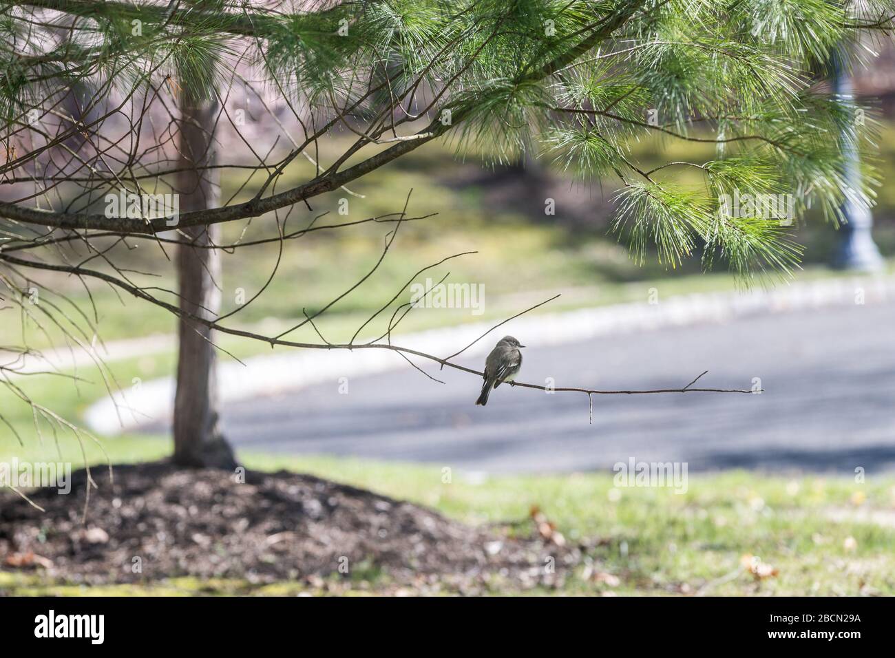 birds close up - Image Stock Photo - Alamy