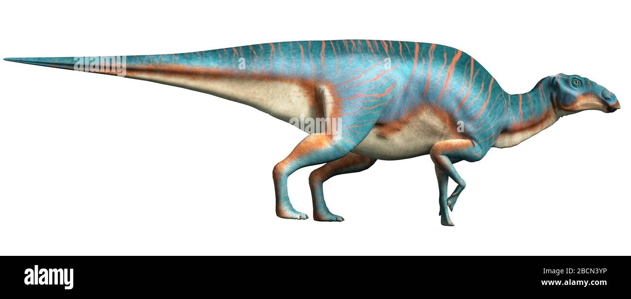Maiasaura, a hadrosaur, on a white background. This duck billed ...