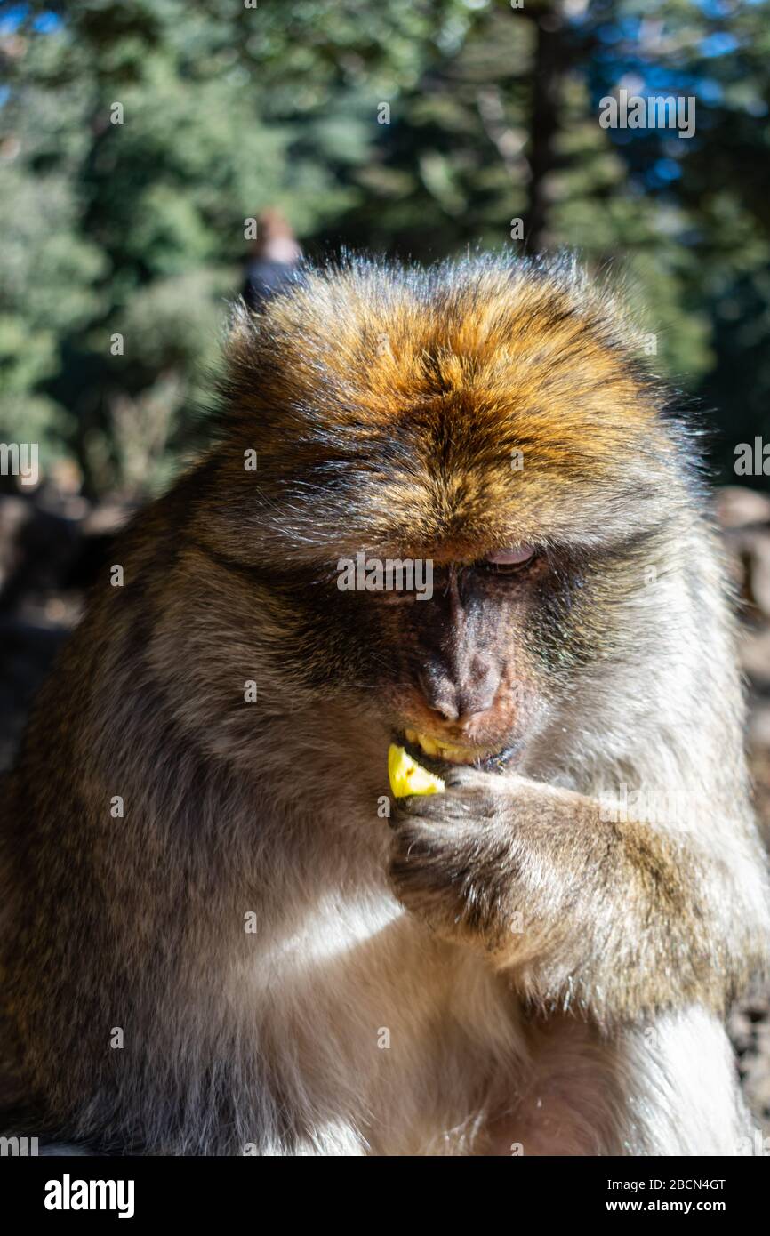 Sitting monkey morocco wildlife hi-res stock photography and images - Alamy