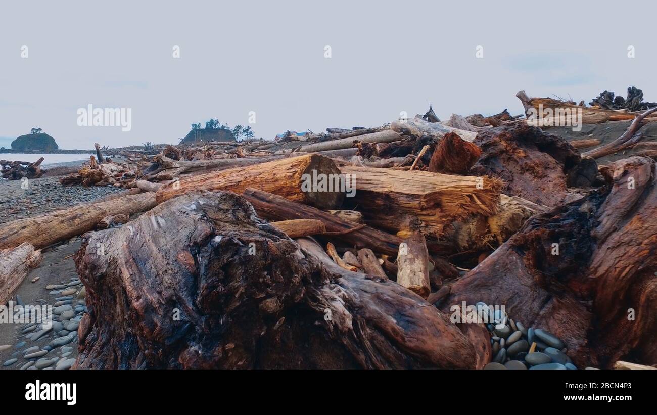 Redwood trees lying at La Push Beach Washington - travel photography ...