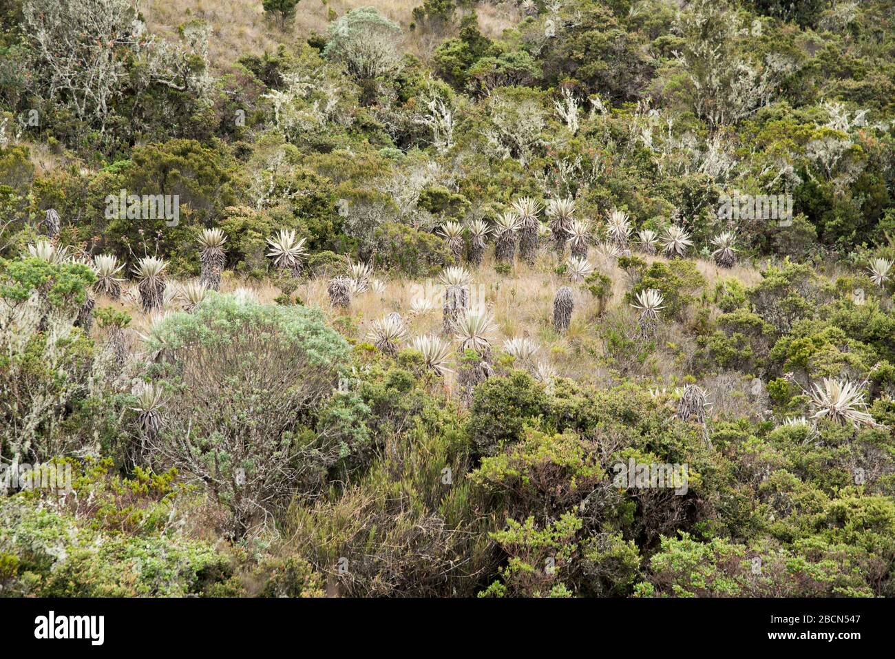 Chingaza National Natural Park, Colombia. Andean landscape: vegetation ...