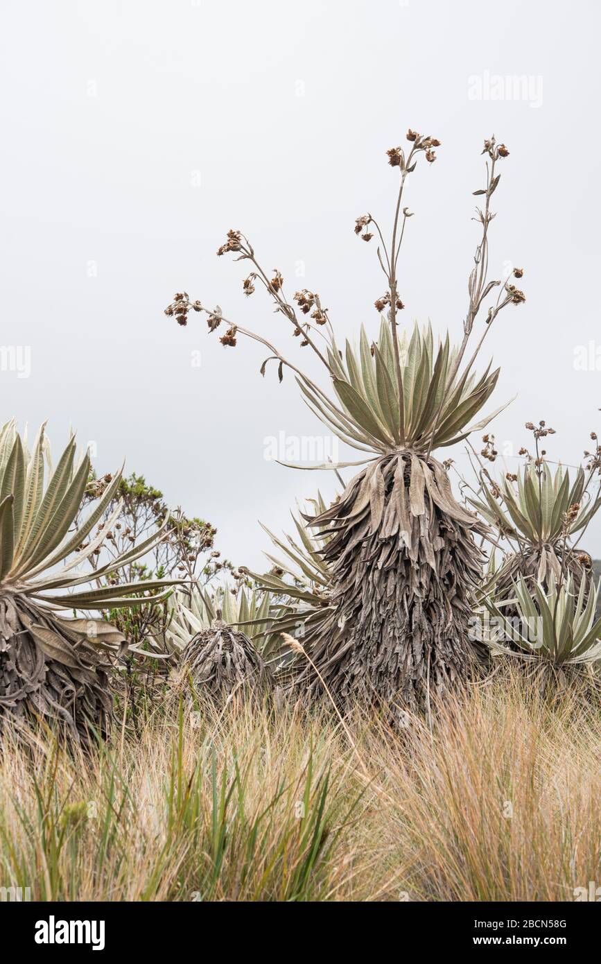 Chingaza National Natural Park, Colombia. Native vegetation, paramo ...