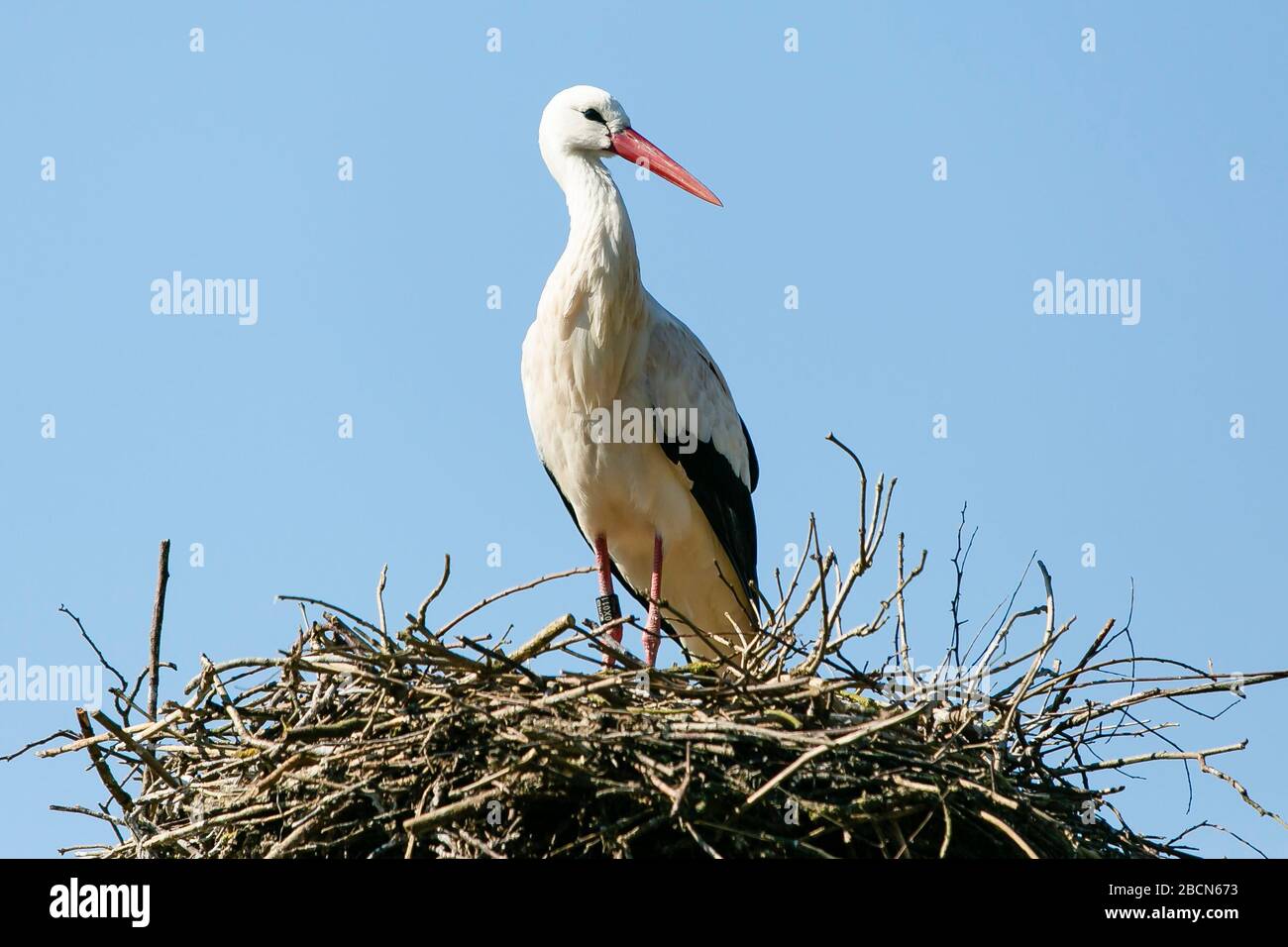 Sankt Peter Ording, Germany. 26th Mar, 2020. A white stork stands in ...