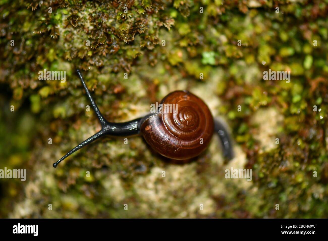 Snail moving shell hi-res stock photography and images - Alamy