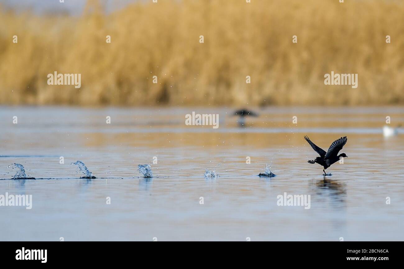 Zhen bird hi-res stock photography and images - Alamy