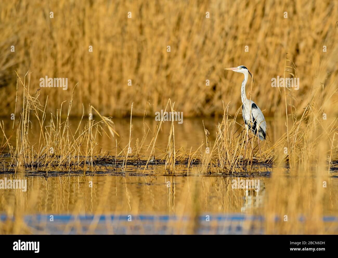 Zhen bird hi-res stock photography and images - Alamy