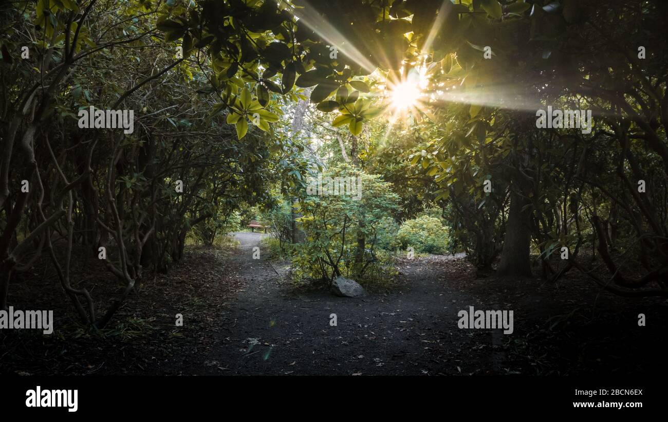 Sun is shining through the trees and bush Stock Photo - Alamy