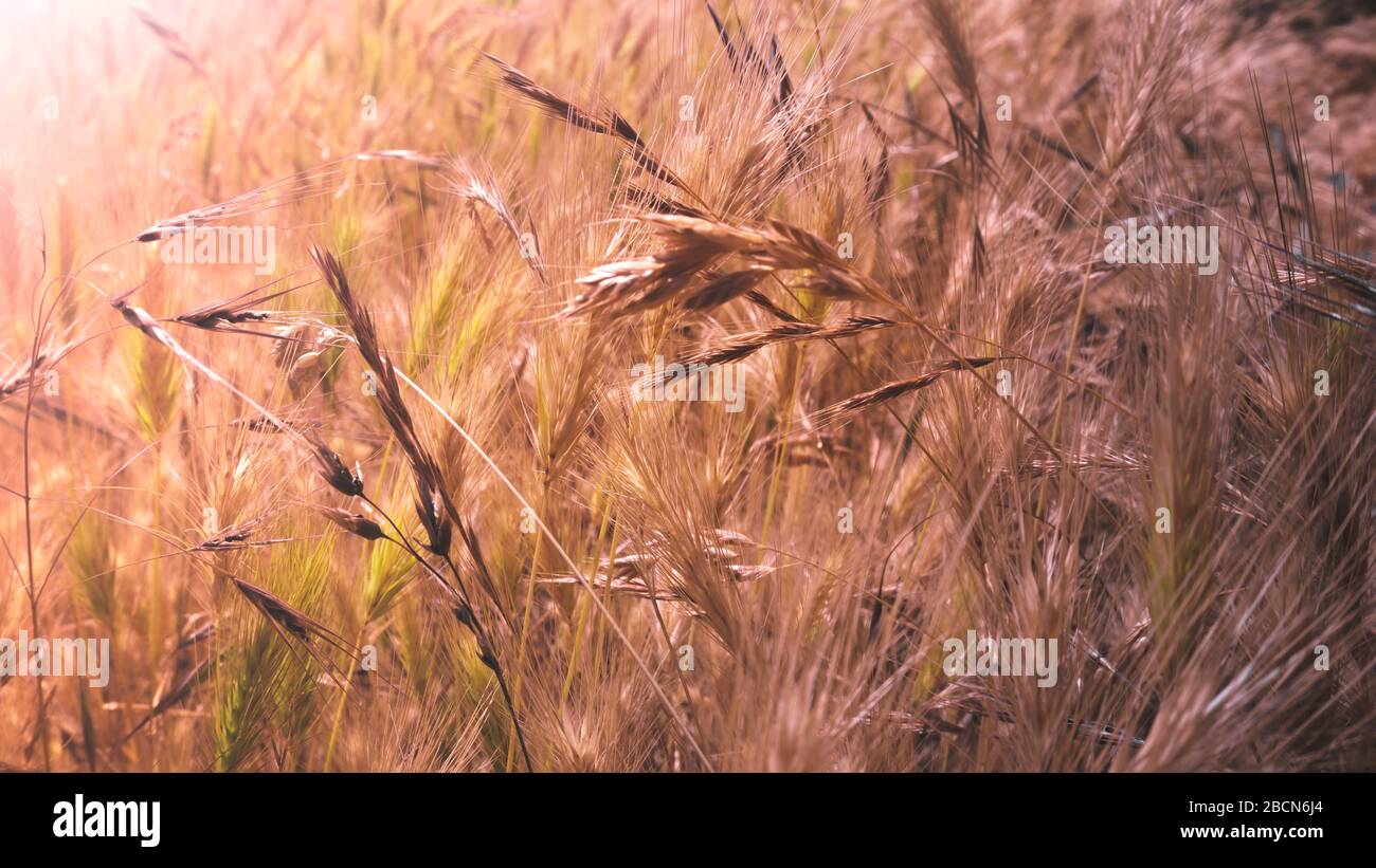 Colorful plants and grass on the field Stock Photo - Alamy