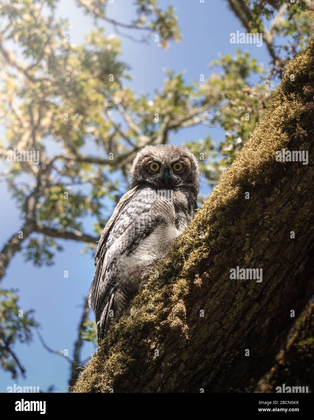 Vancouver owl hi-res stock photography and images - Alamy