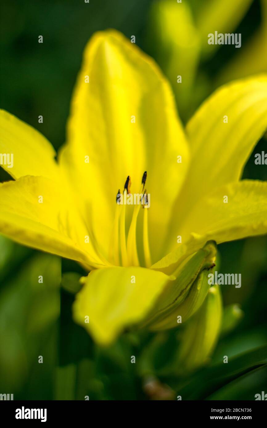 Beautiful daylilies hi-res stock photography and images - Alamy