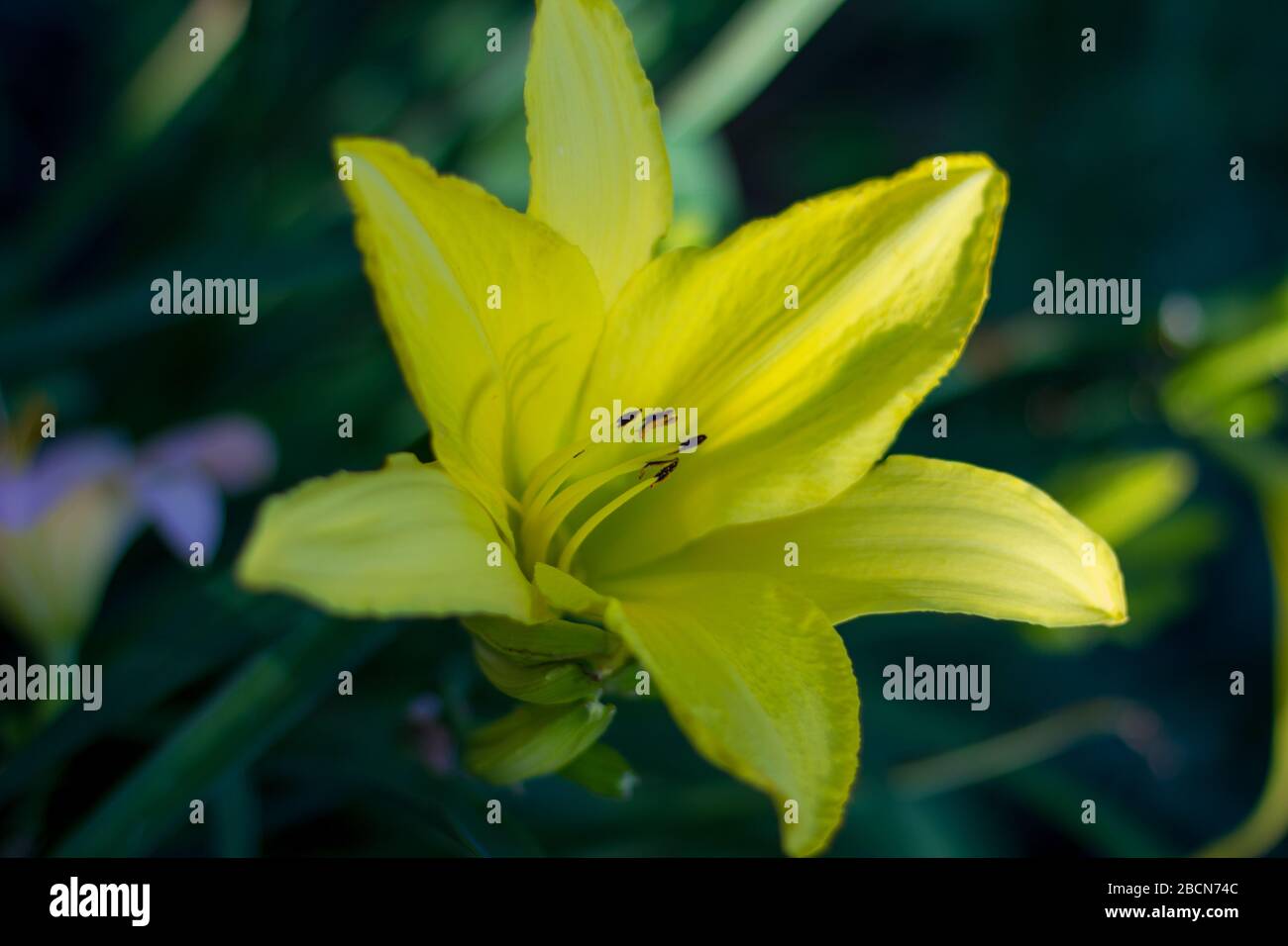 Beautiful daylilies hi-res stock photography and images - Alamy
