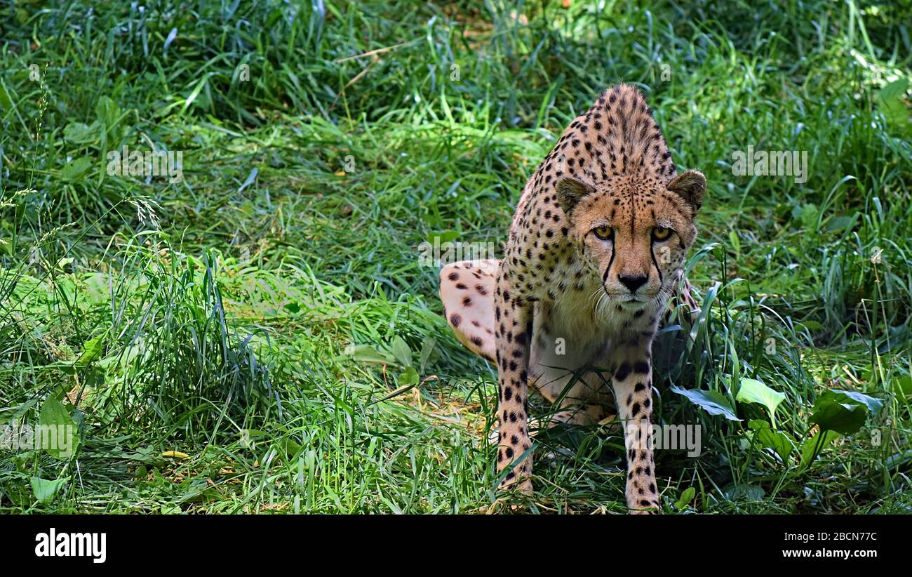 Big cat and pounce hi-res stock photography and images - Alamy