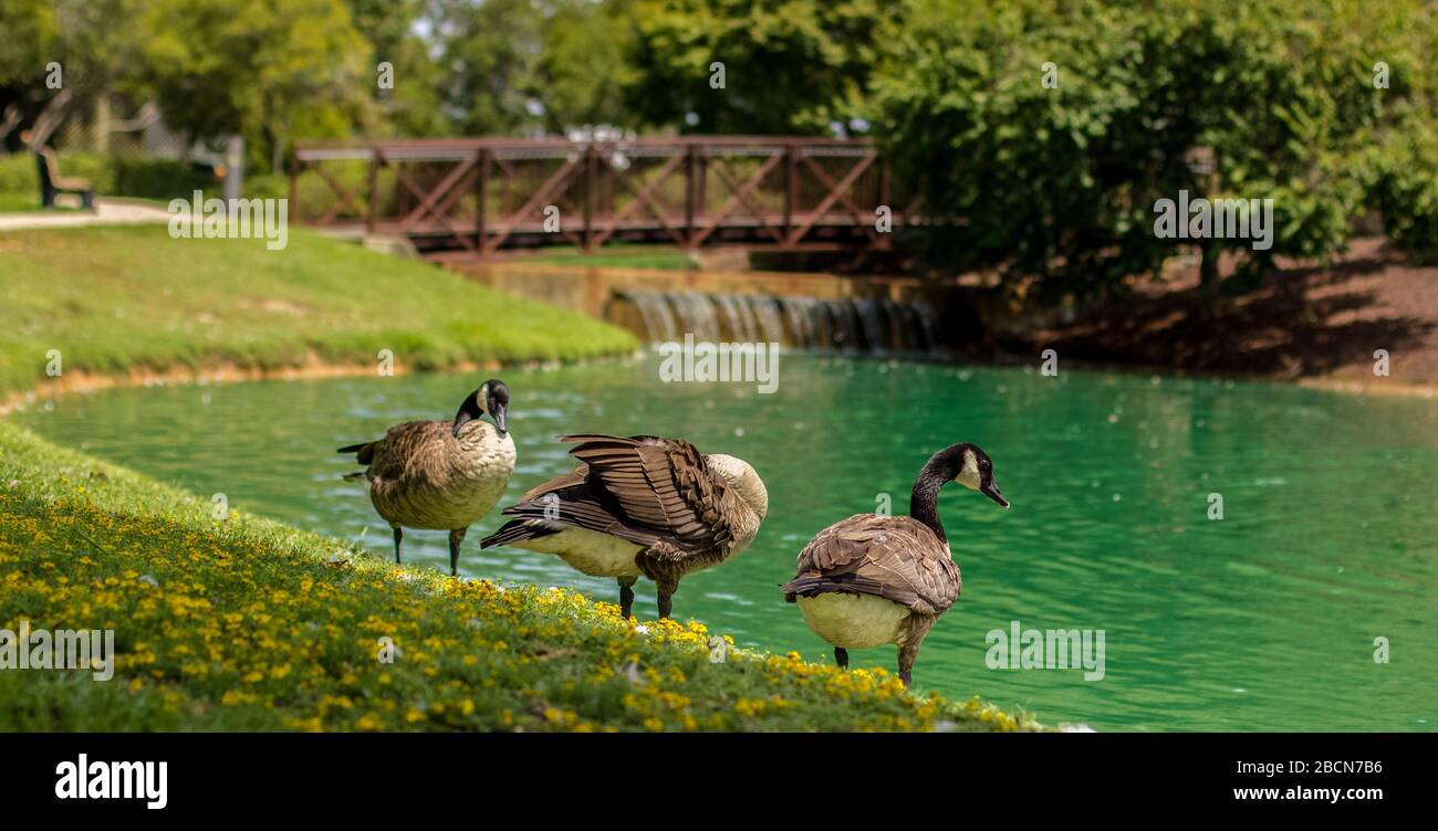 Canada goose around a lake Stock Photo - Alamy