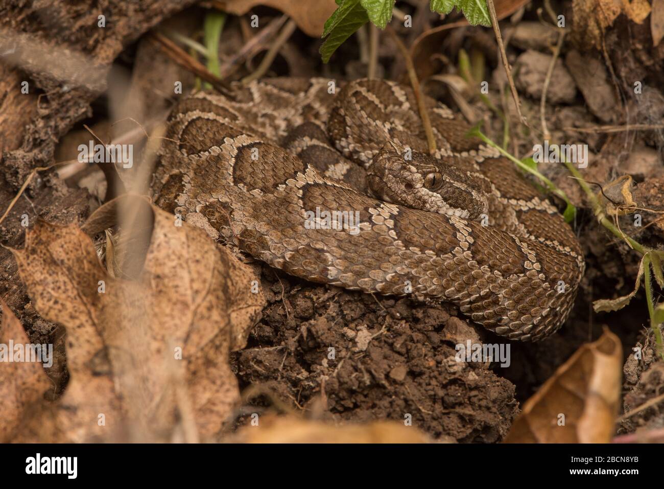 Pacific coast rattlesnake hi-res stock photography and images - Alamy