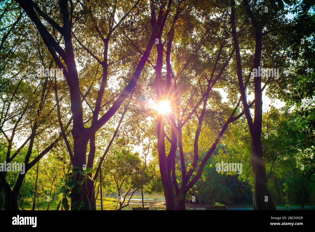 Green tree park sunset light on green meadow grass nature landscape ...
