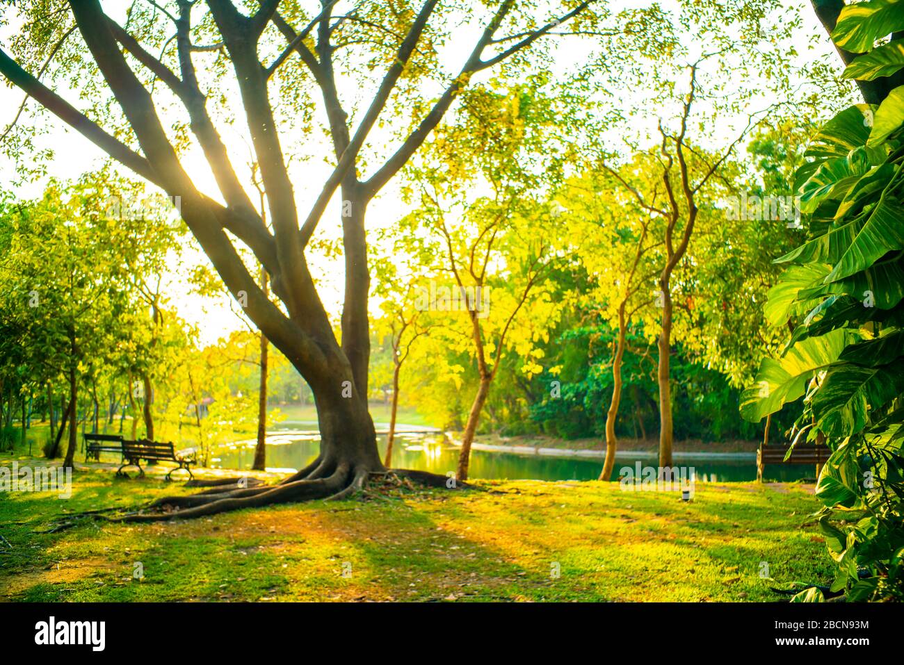 Green tree park sunset light on green meadow grass nature landscape ...