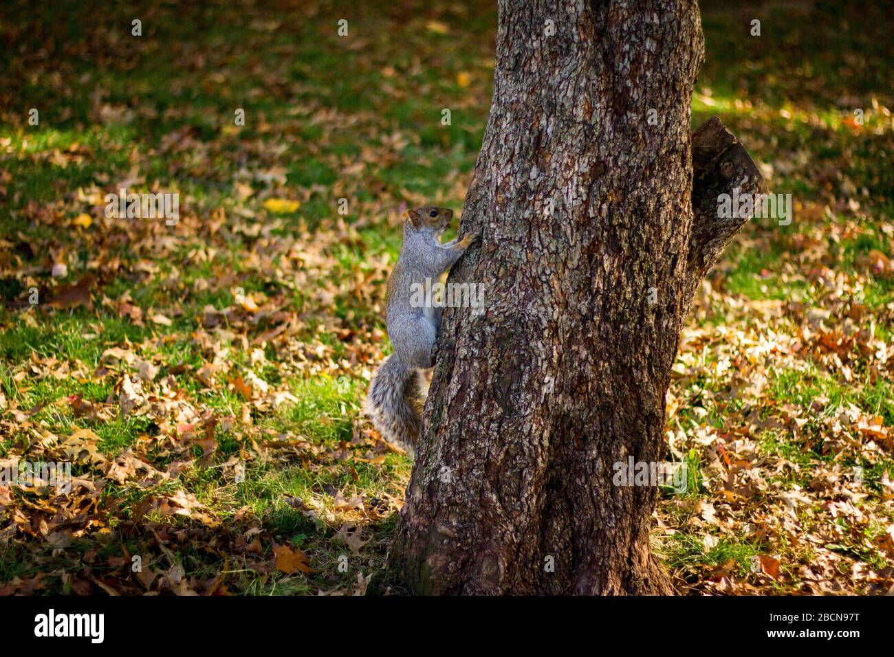 squirrel up in a tree Stock Photo - Alamy