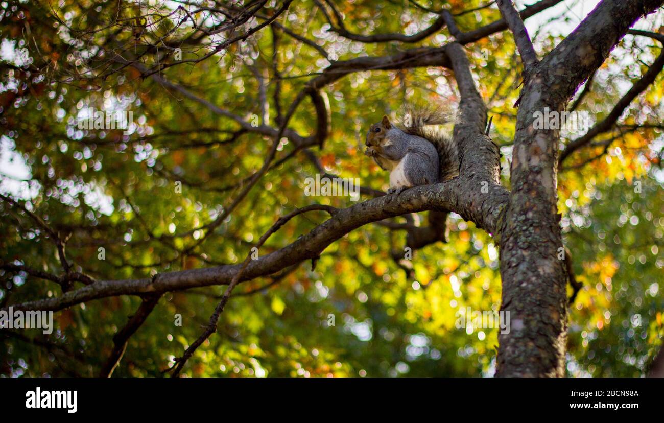 squirrel up in a tree Stock Photo - Alamy