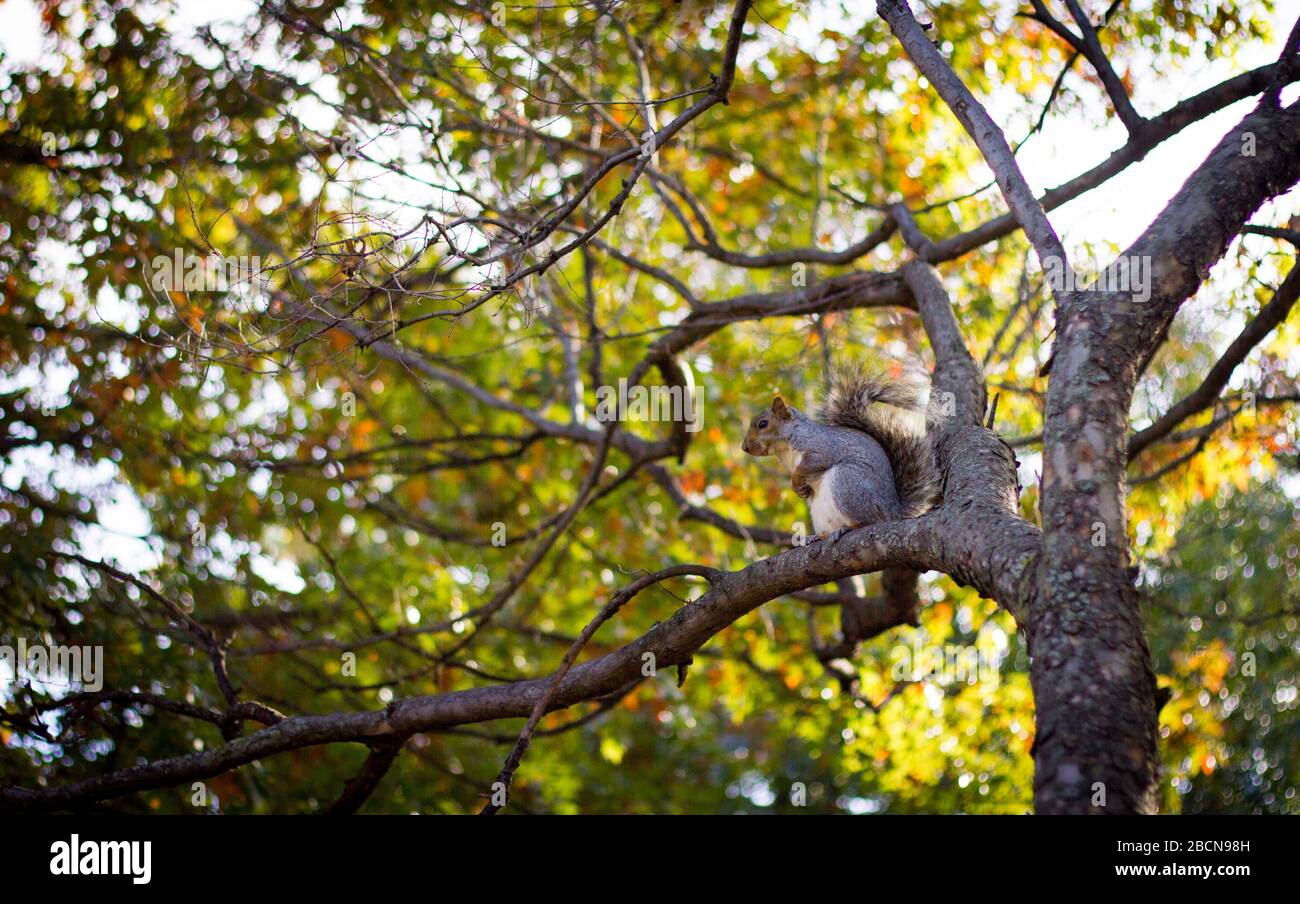 squirrel up in a tree Stock Photo - Alamy