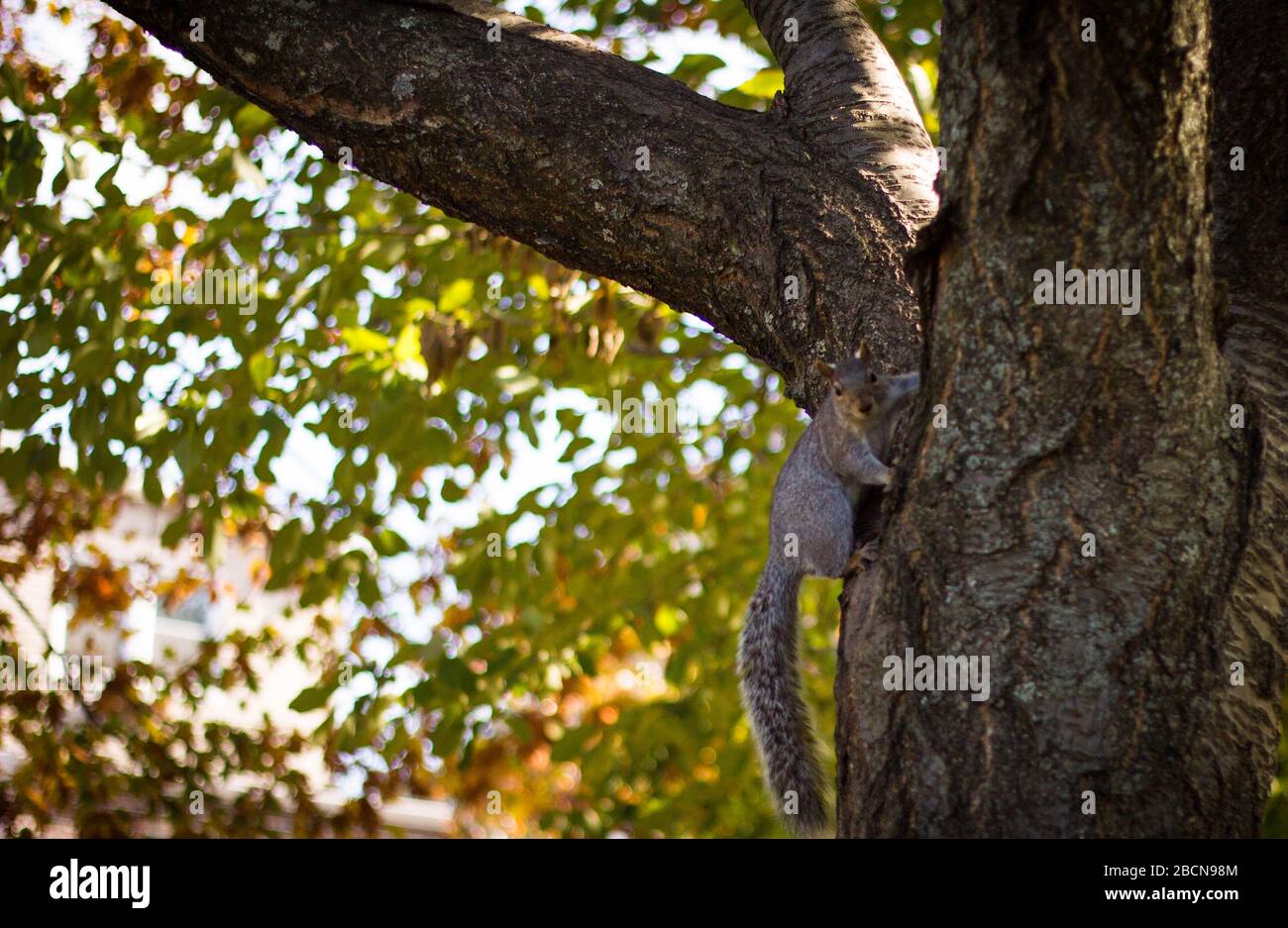 squirrel up in a tree Stock Photo - Alamy