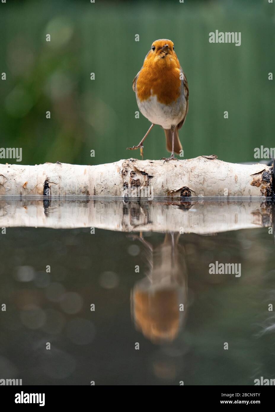 Robin photographed at a garden reflection pool in North Yorkshire Stock ...