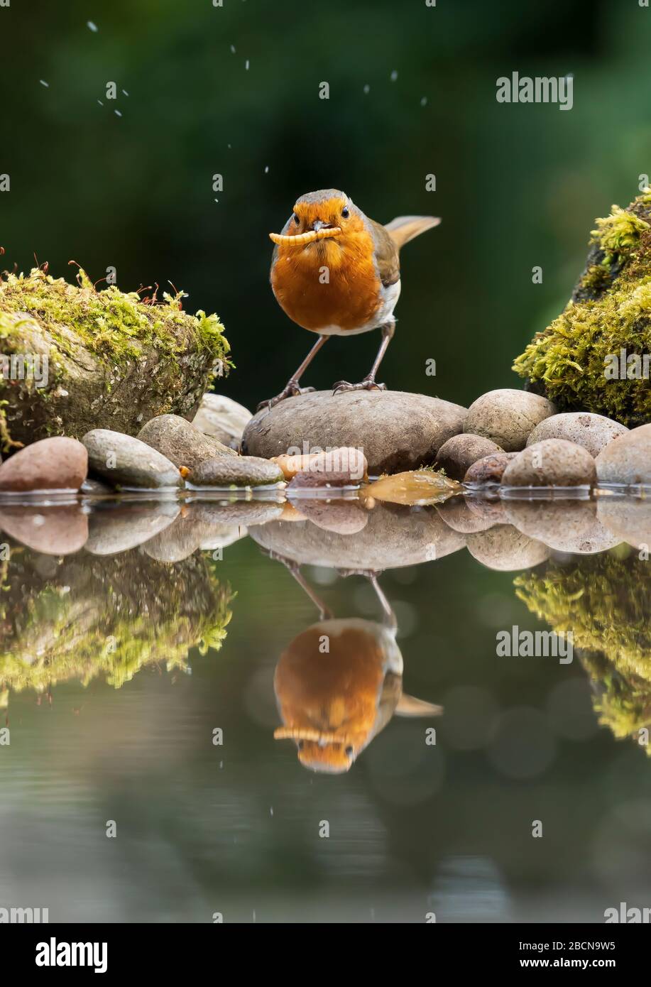 Robin photographed at a garden reflection pool in North Yorkshire Stock ...