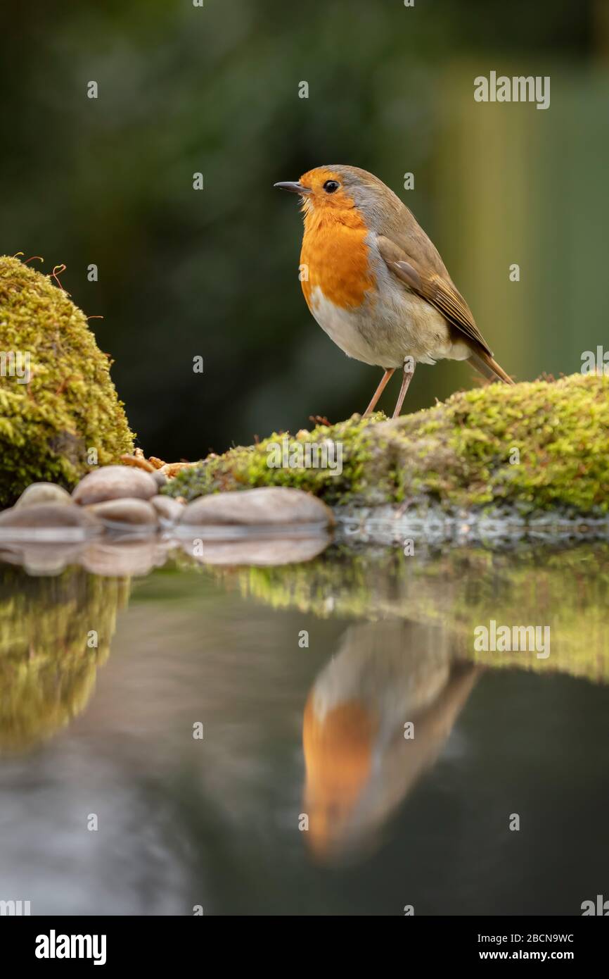 Robin photographed at a garden reflection pool in North Yorkshire Stock ...