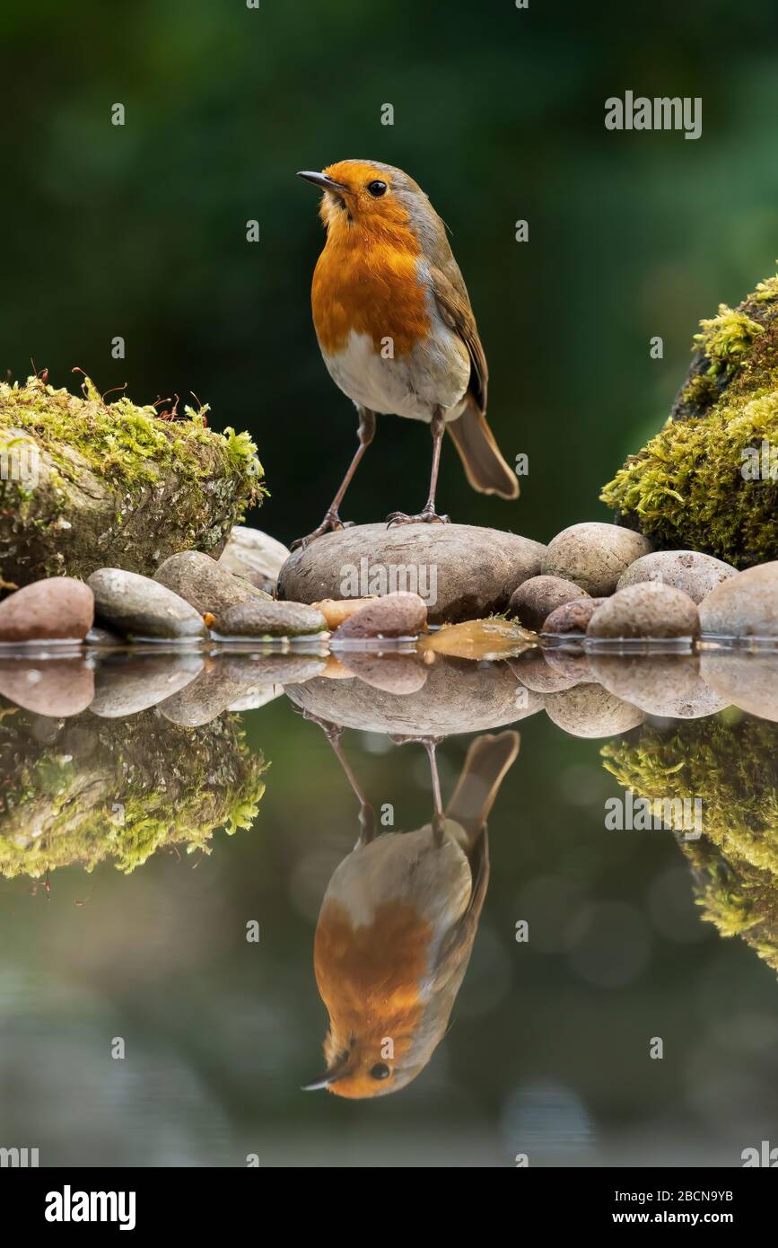 Robin photographed at a garden reflection pool in North Yorkshire Stock ...