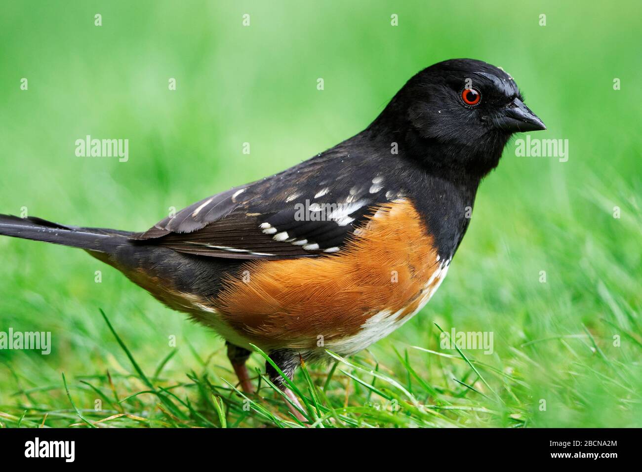 Rufous sided towhee hi-res stock photography and images - Alamy