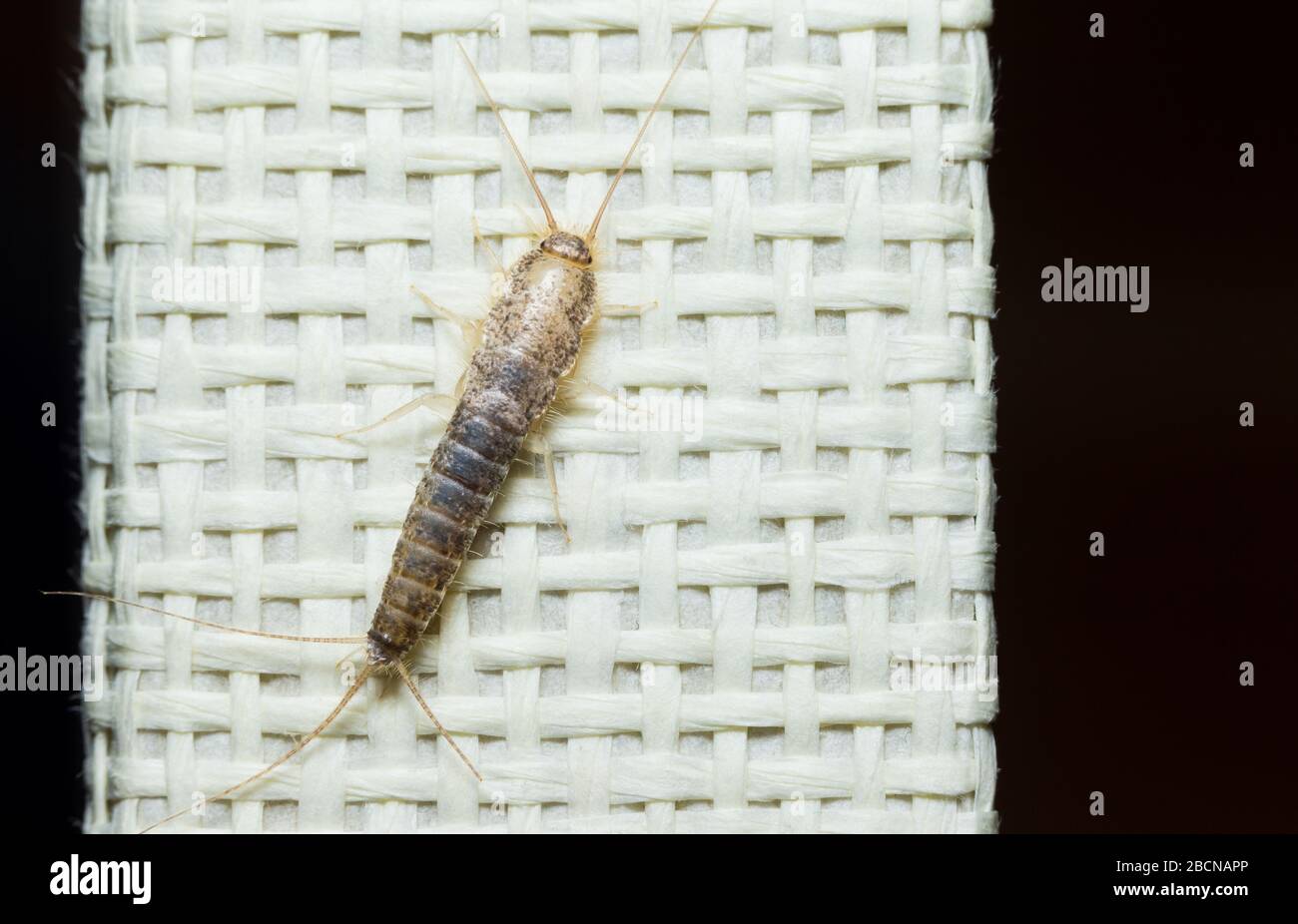 Long-tailed gray silverfish (Ctenolepisma longicaudata Stock Photo - Alamy